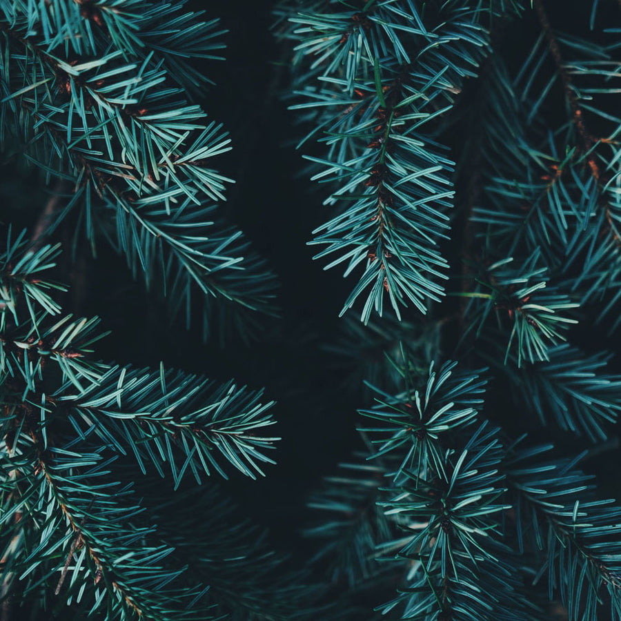 8 Best Calming Scents for Relaxation – Fernweh Editions