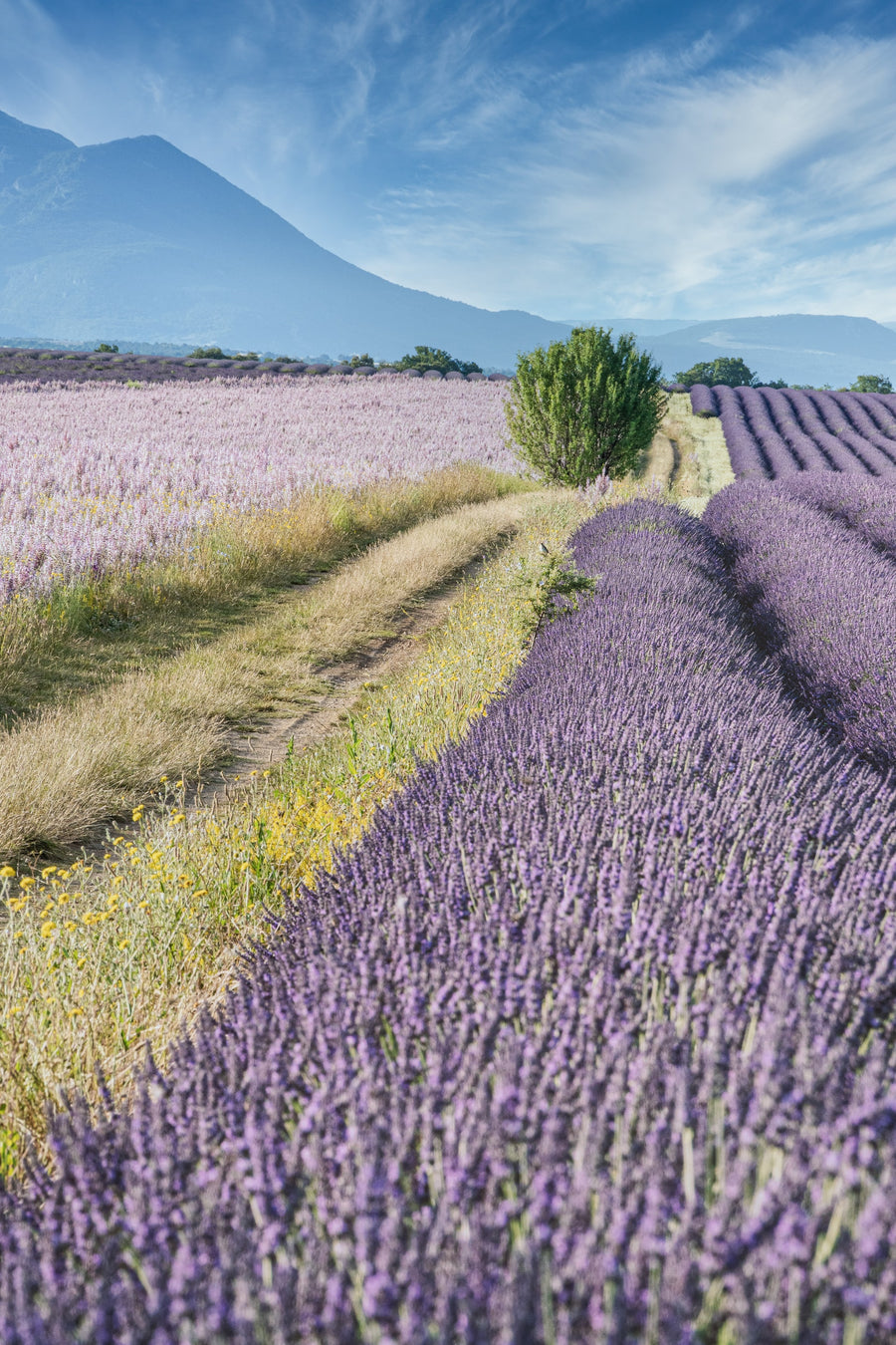 8 Best Calming Scents for Relaxation – Fernweh Editions